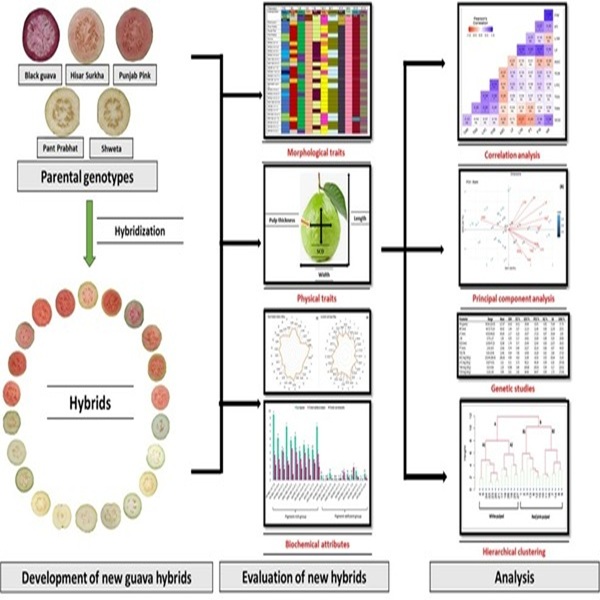Genetic diversity and trait correlation analysis among guava (Psidium ...